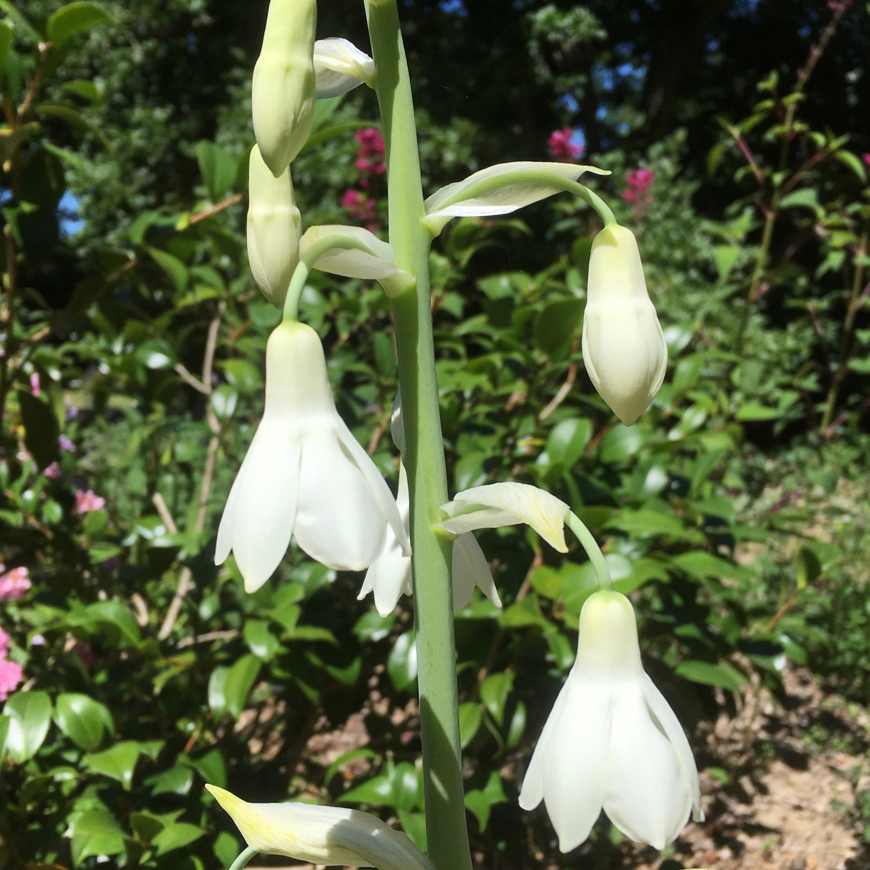 Galtonia candicans | Summer Hyacinth – Puriri Lane @ Addenbrooke
